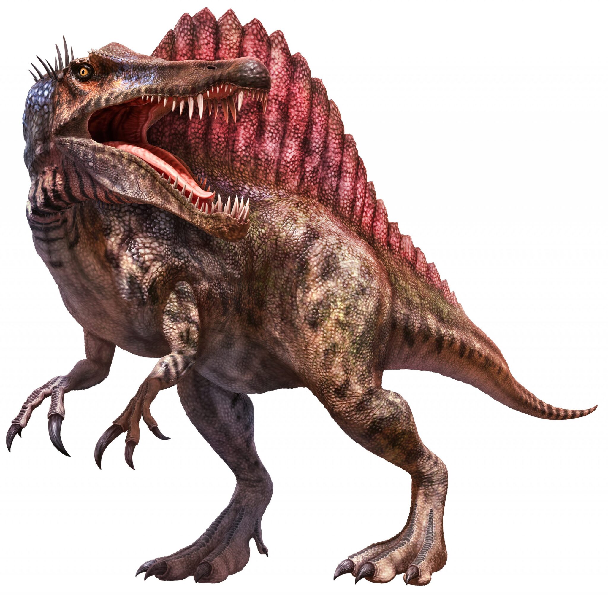 Spinosaurus Fact Sheet - GoGo Coloring