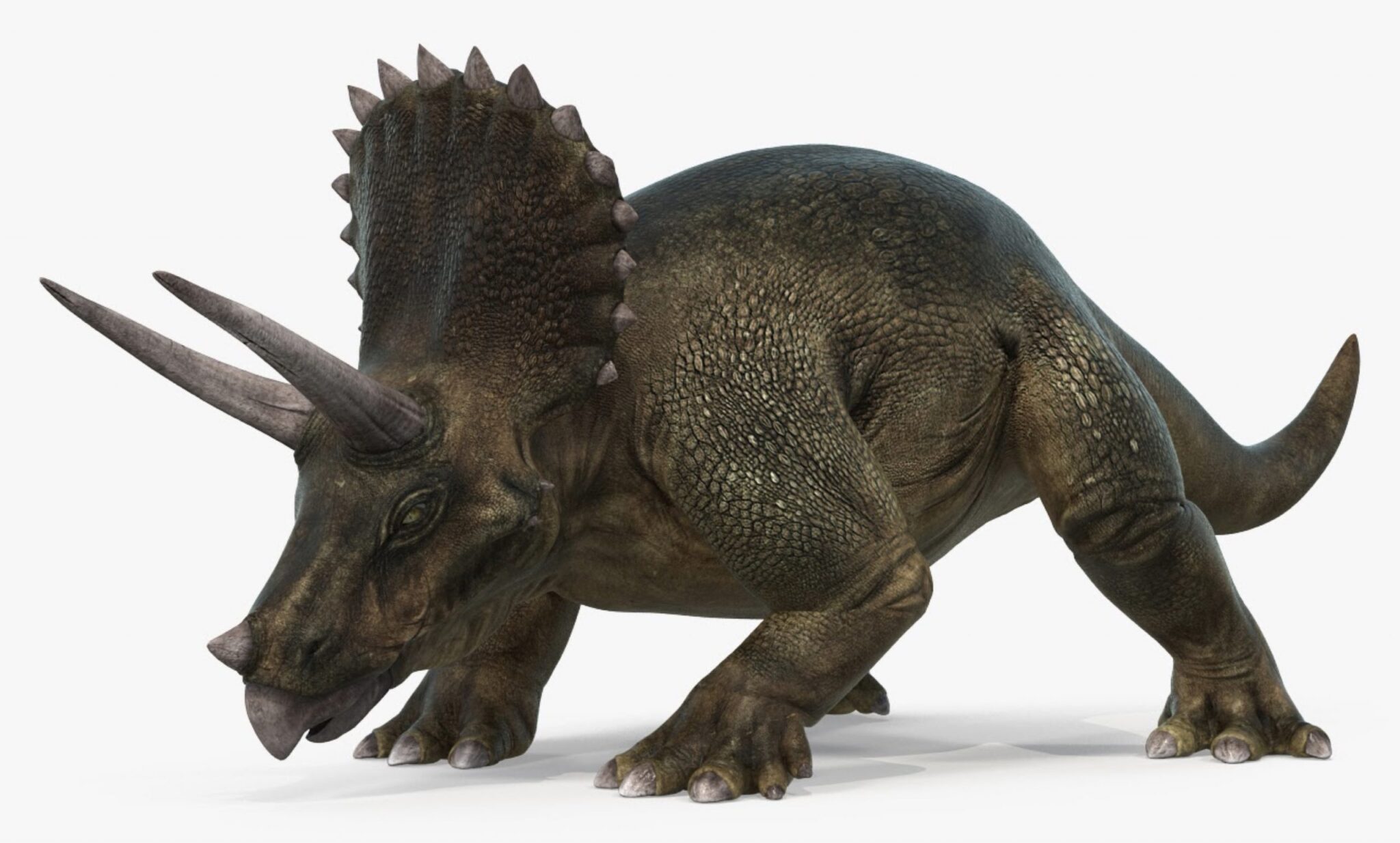 Triceratops Fact Sheet - GoGo Coloring