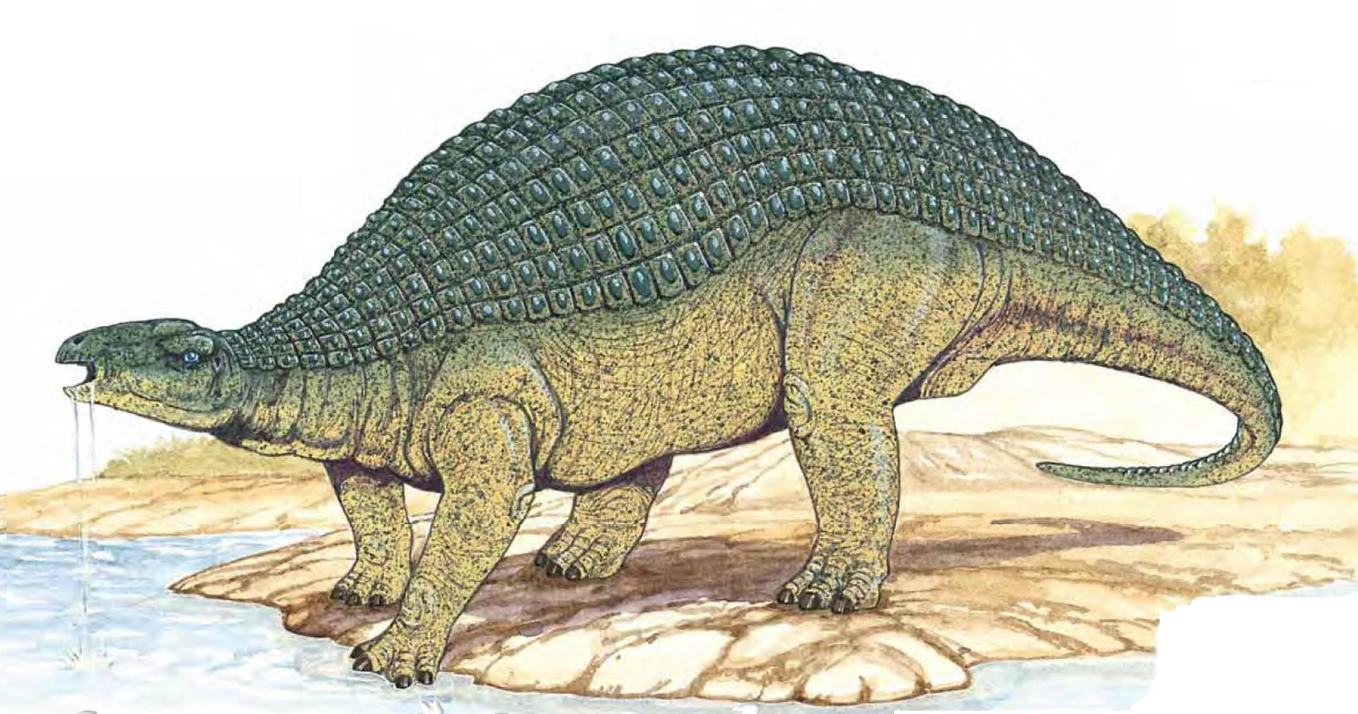 Nodosaurus Fact Sheet - GoGo Coloring